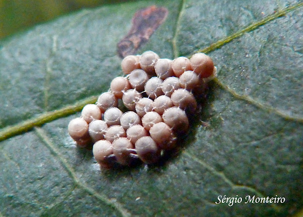 Shield bug eggs | Project Noah
