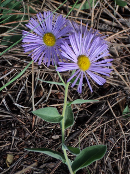 Fleabane? | Project Noah