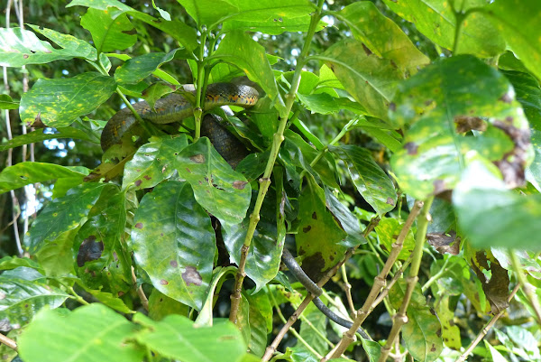 Neotropical Bird-Eating Snake | Project Noah