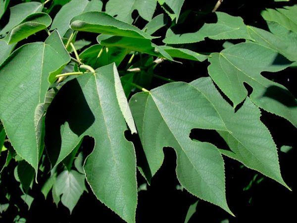 Red Mulberry Tree | Project Noah