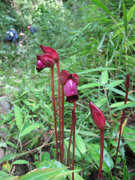 Forest Ghost Flower | Project Noah