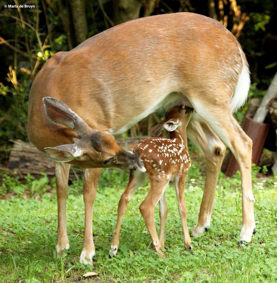 Redirecting to https://projectnoah.org/spottings/white-tailed-deer-fawn-2