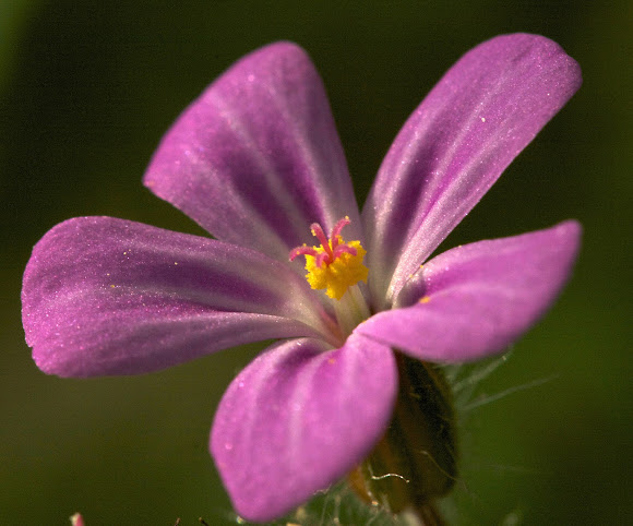 Herb Robert | Project Noah