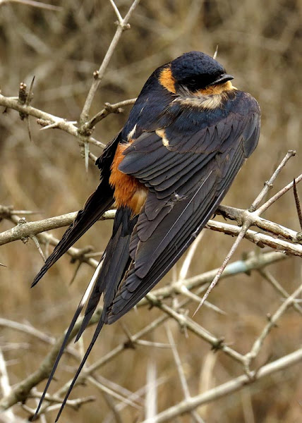 Red-breasted Swallow | Project Noah
