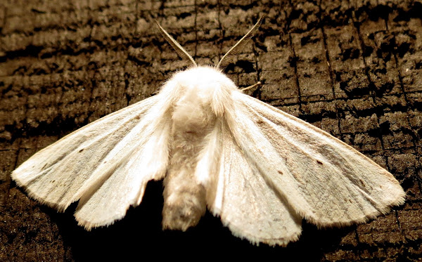 Agreeable Tiger Moth | Project Noah