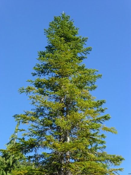 Pacific Silver Fir | Project Noah