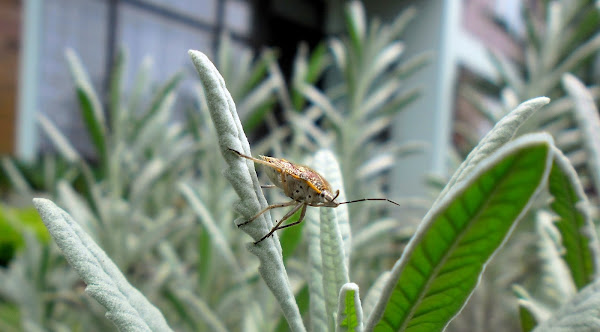 Sunflower Seed Bug | Project Noah
