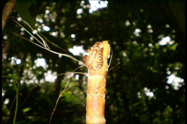 Central American Bushmaster | Project Noah