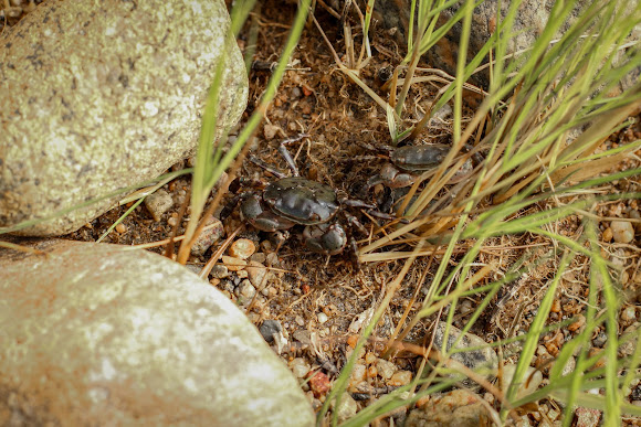 Asian shore crab | Project Noah