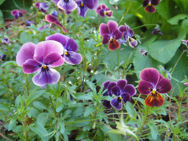 Pansies | Project Noah