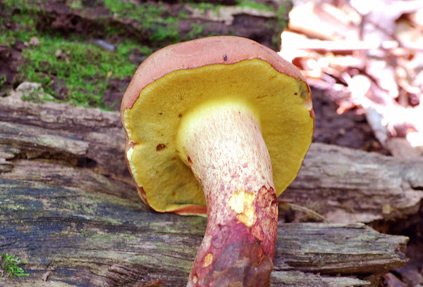 Two-colored Bolete | Project Noah