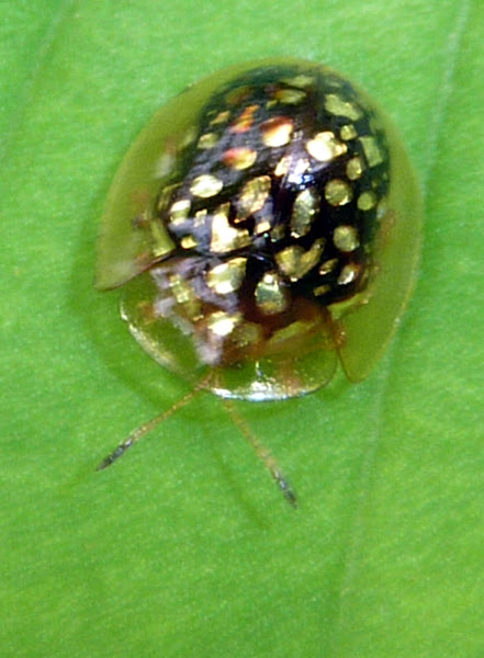 Escarabajo tortuga | Project Noah