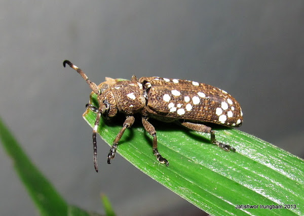 Beetle | Project Noah