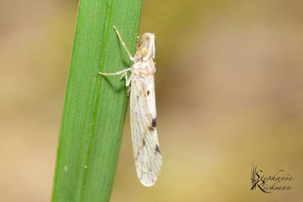 Derbid Planthopper | Project Noah