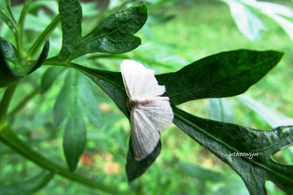 cream wave moth | Project Noah