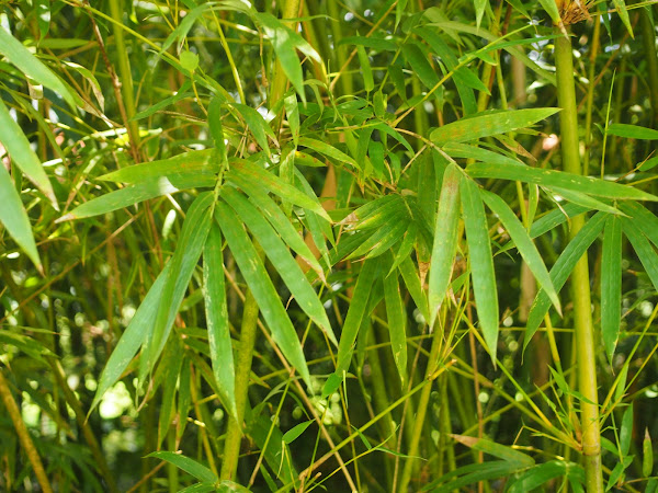 Chinese goddess bamboo | Project Noah