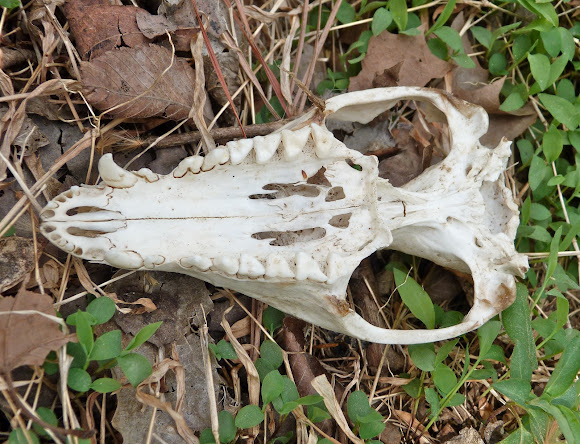 Virginia opossum (skull) | Project Noah