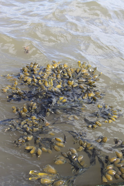 Spiral wrack | Project Noah