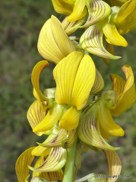 Streaked Rattlepod | Project Noah