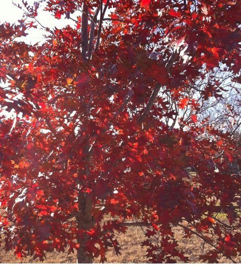 Red oak | Project Noah