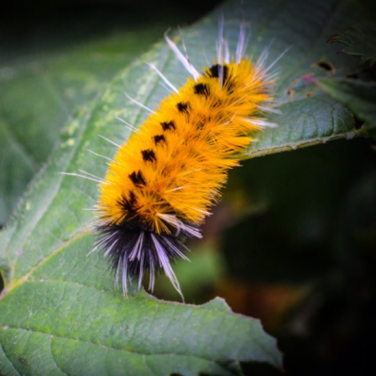 Spotted Halisidota | Project Noah