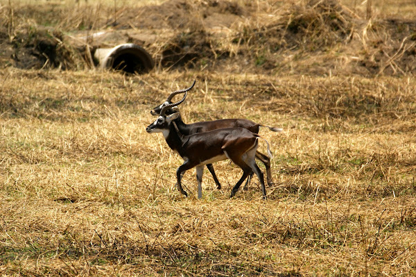 White-eared Kob | Project Noah