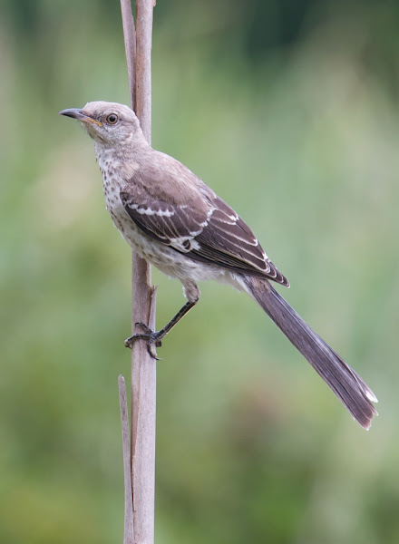 Northern Mockingbird (juvenile) | Project Noah