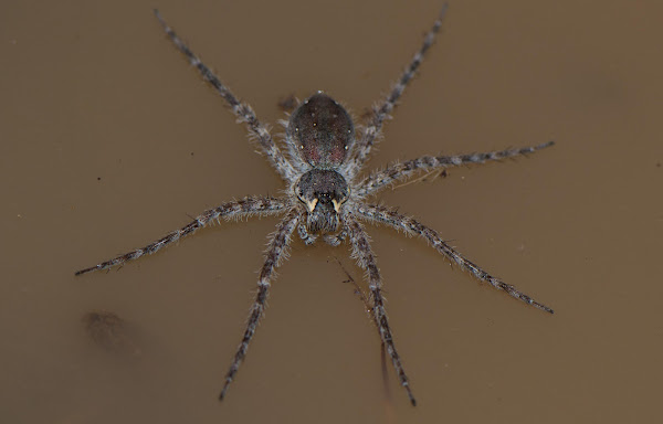 Water spider | Project Noah