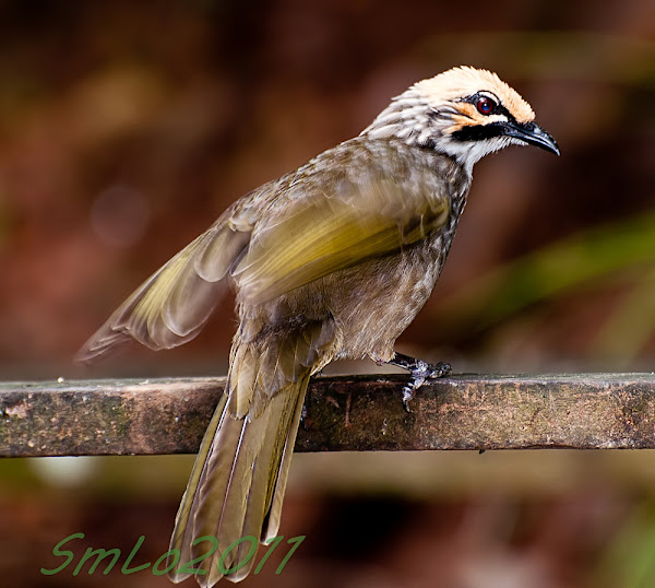 Straw headed Bulbul | Project Noah