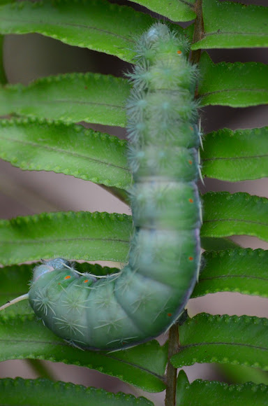 Chichicaste | Project Noah