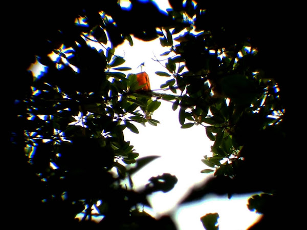 Three-wattled Bellbird | Project Noah