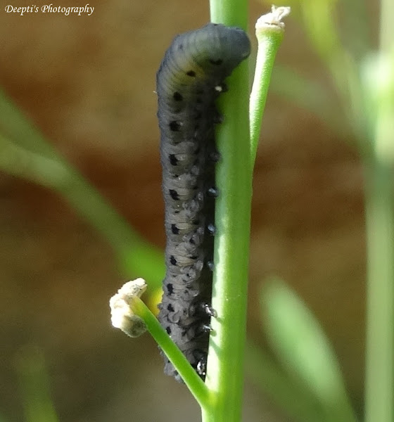 Mustard Sawfly Larva | Project Noah