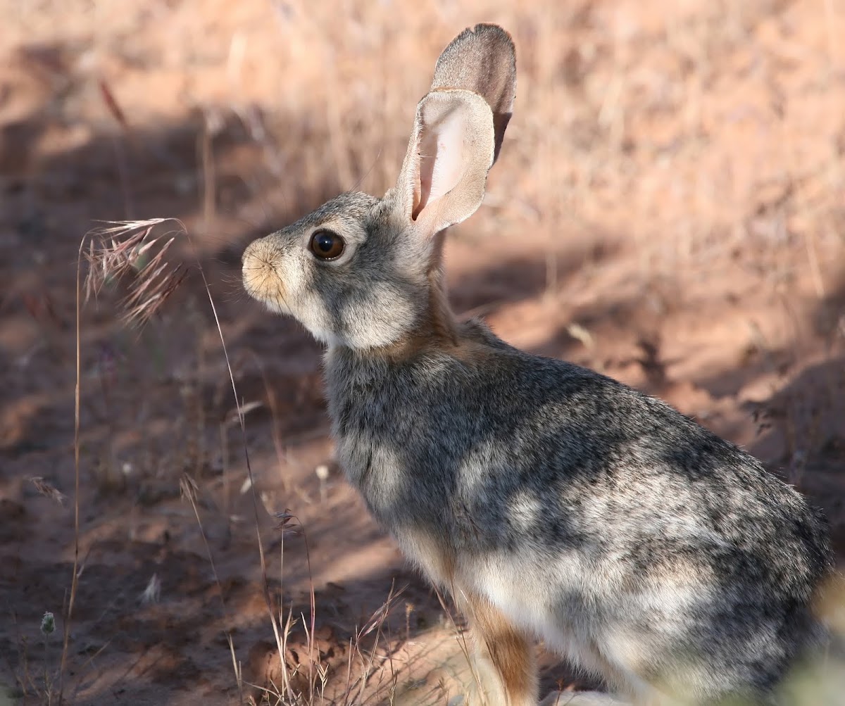 Desert Cottontail | Project Noah