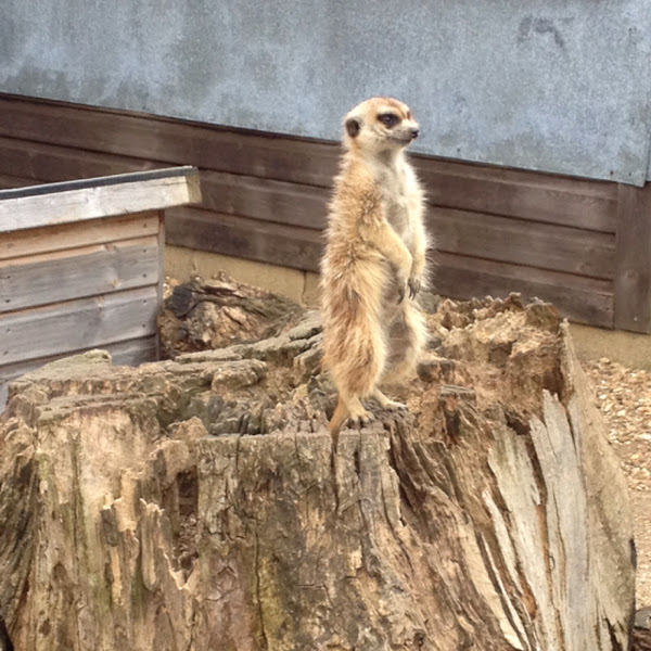 Meerkats | Project Noah