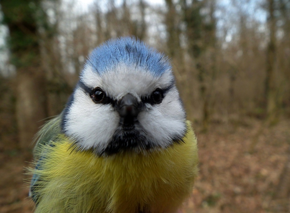 Blue tit-Blaumeise | Project Noah