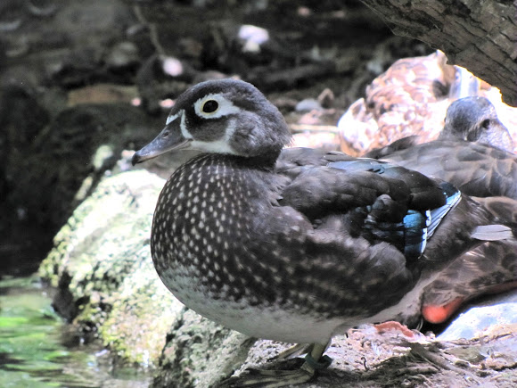 Wood Duck | Project Noah