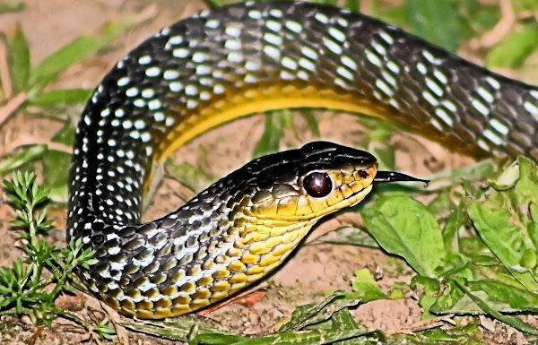 Green Tree Snake | Project Noah