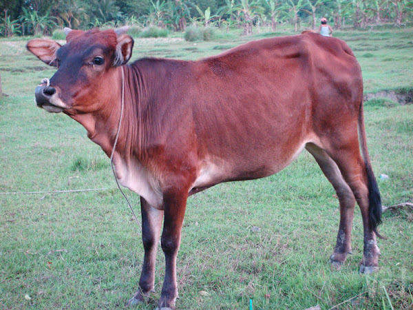 Philippine Cow | Project Noah