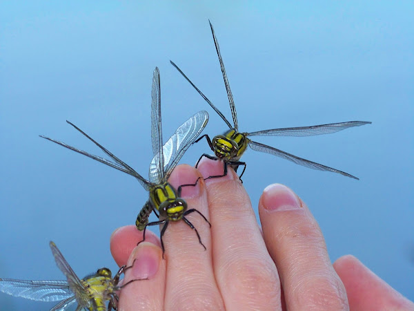 Gomphus vulgatissimus | Project Noah