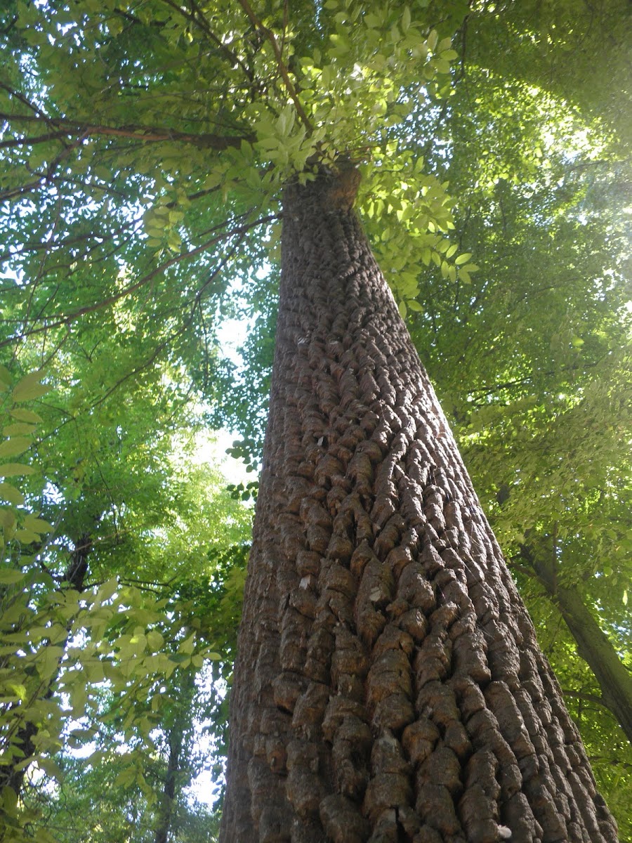 Fresno común. European ash | Project Noah