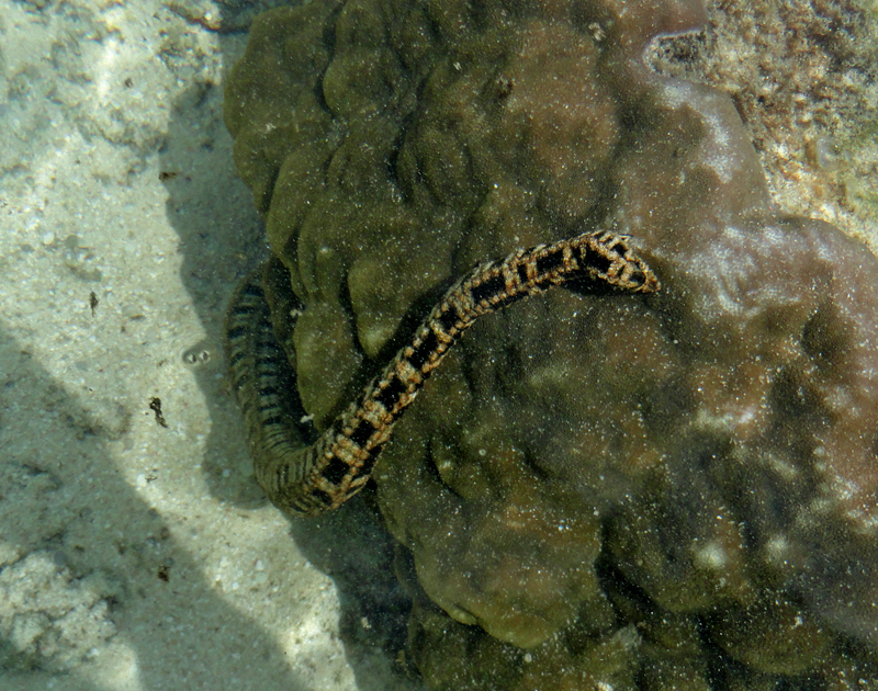 Sea Cucumber | Project Noah