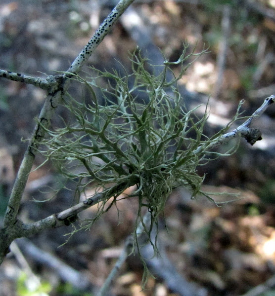 Lichen | Project Noah