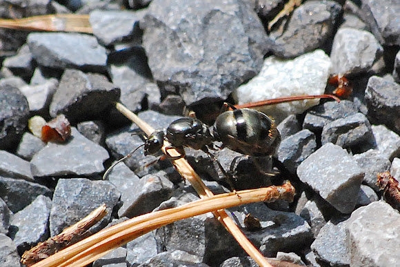 Striped Carpenter Ant | Project Noah