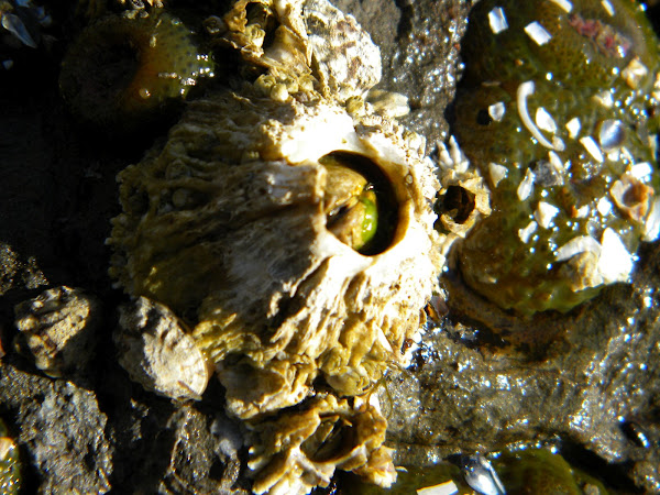 Thatched Barnacle | Project Noah