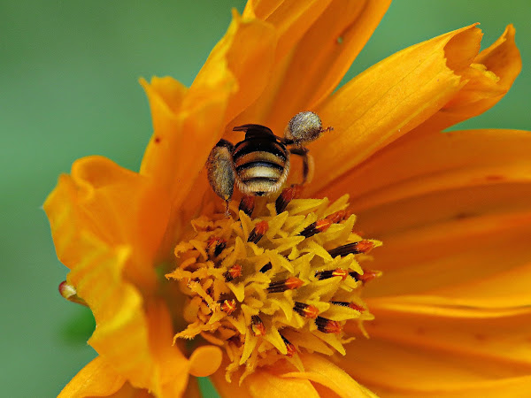 Exomalopsis sp. | Project Noah