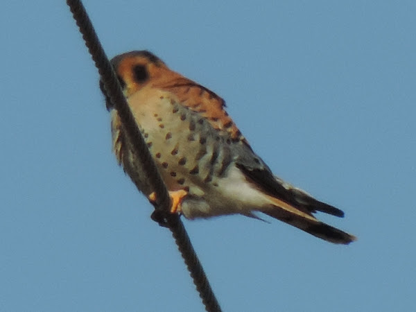 American Kestrel | Project Noah
