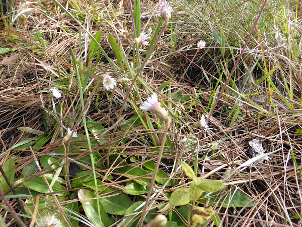 Pineland Daisy | Project Noah