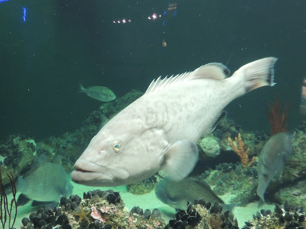 Gag grouper | Project Noah