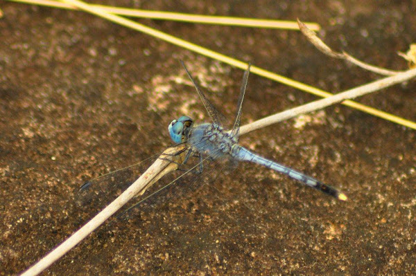Blue Percher | Project Noah