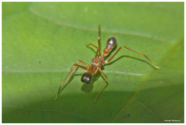 Ant Mimic Spider | Project Noah